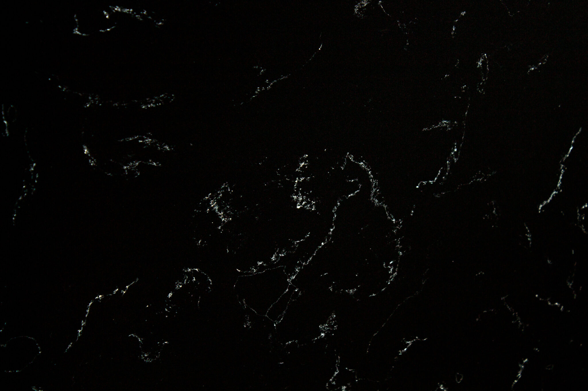 Calypso | Pearl Granite